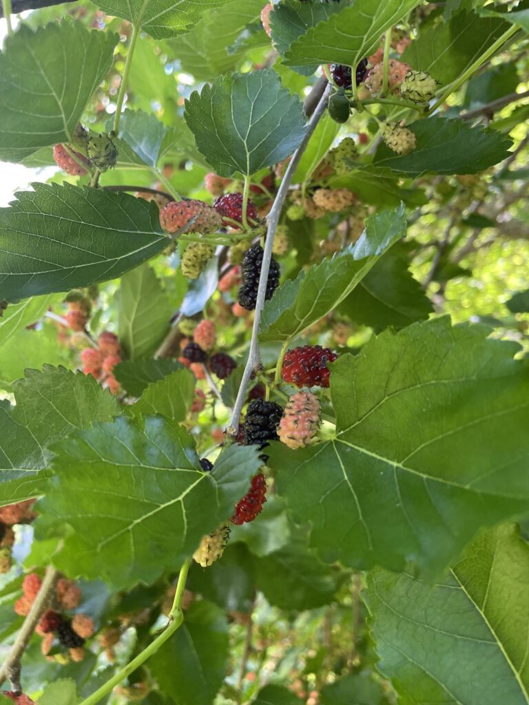 'Round the Mulberry Tree - Peace of Wild Things